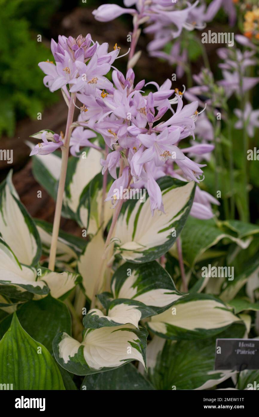 Hosta fire and ice hi-res stock photography and images - Alamy