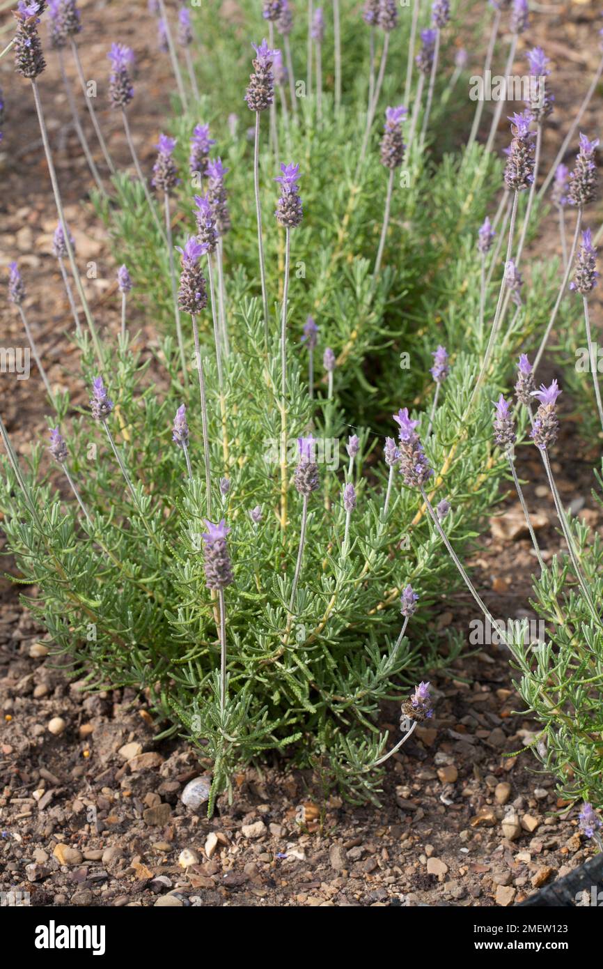 Dusky maiden hi-res stock photography and images - Alamy