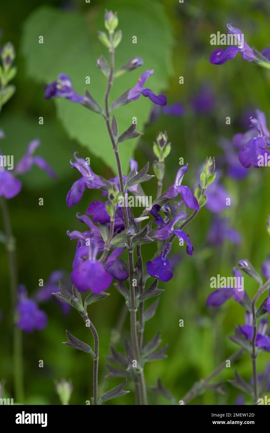 Salvia 'Blue Note' Stock Photo - Alamy