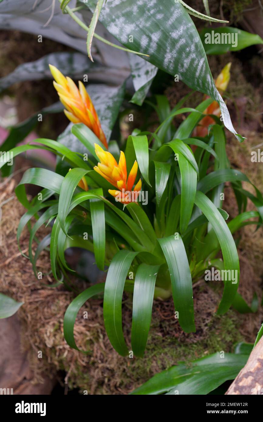 Vriesea flower hi-res stock photography and images - Alamy