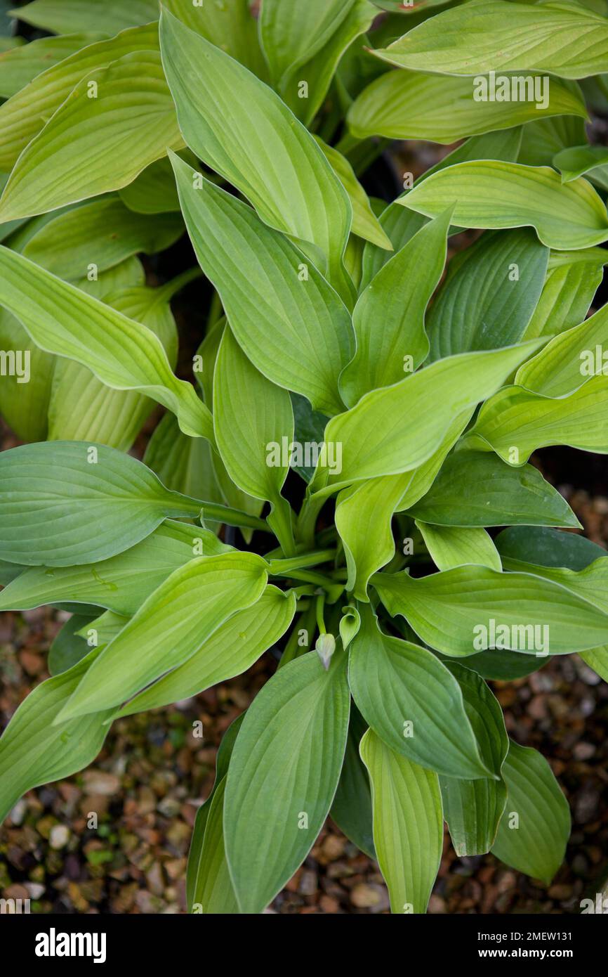 Hosta albo picta hi-res stock photography and images - Alamy