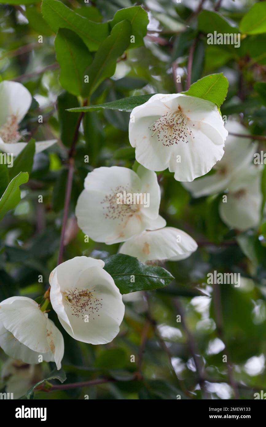 Eucryphia x intermedia rostrevor hi-res stock photography and images ...