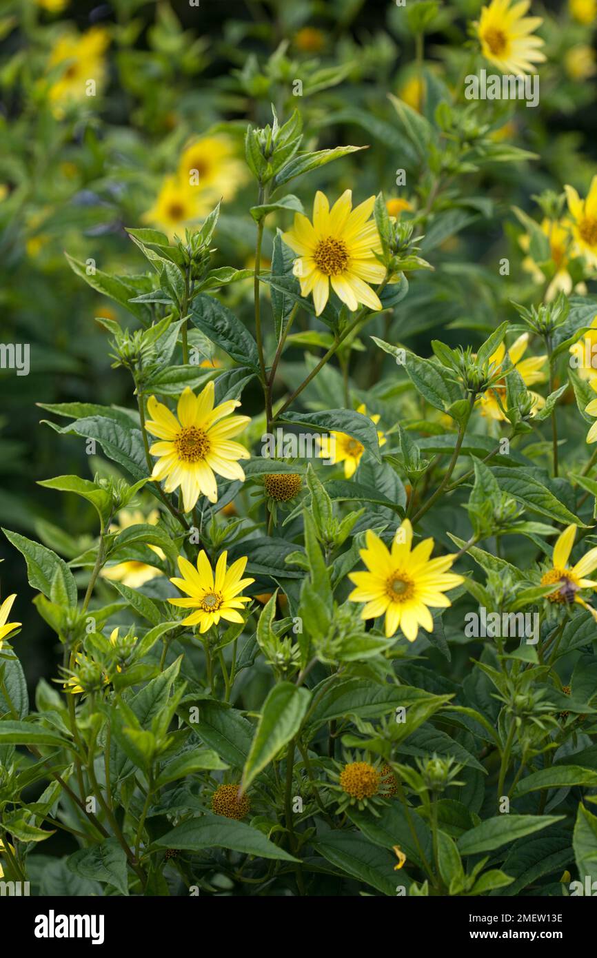 Helianthus 'Lemon Queen' Stock Photo - Alamy