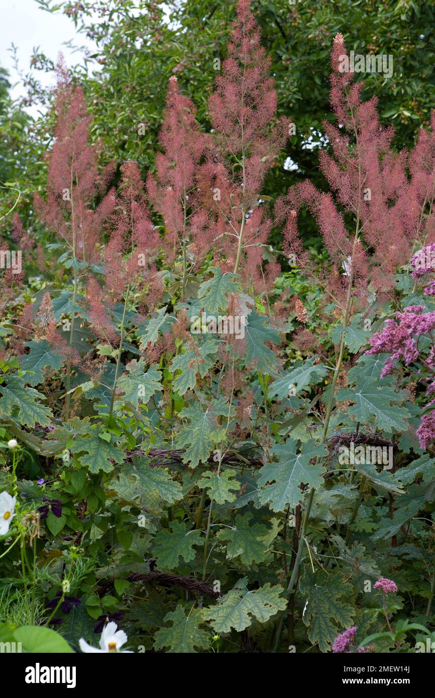 Macleaya microcarpa 'WD104' Stock Photo - Alamy