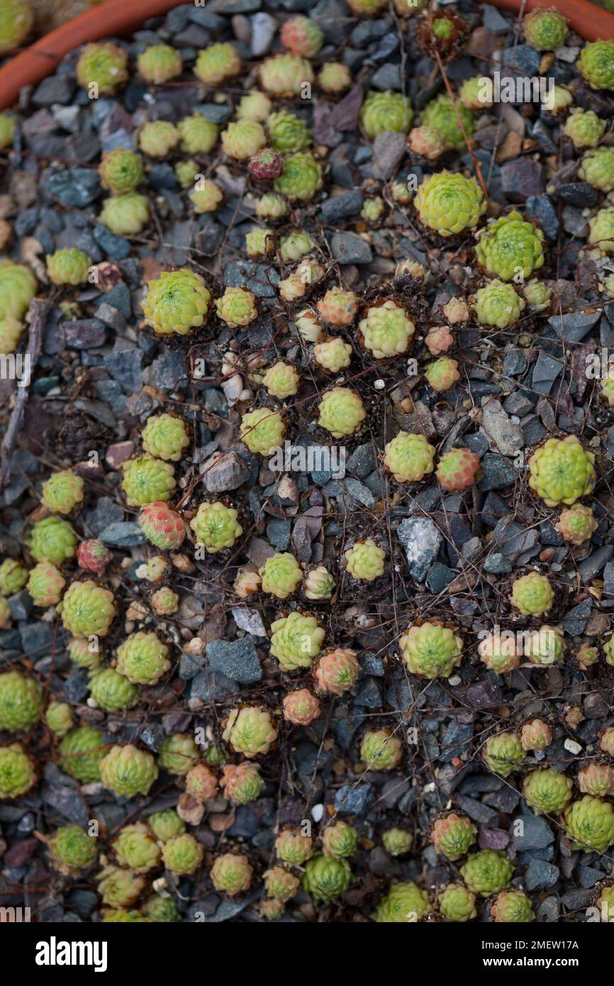 Sempervivum octopodes var apetalum hi-res stock photography and images ...