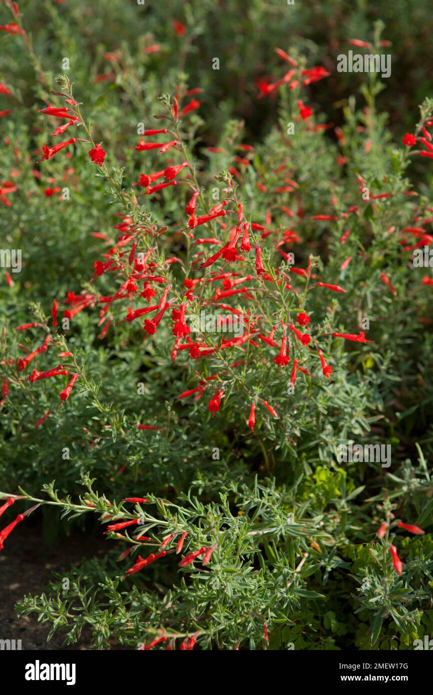 Zauschneria californica hi-res stock photography and images - Alamy