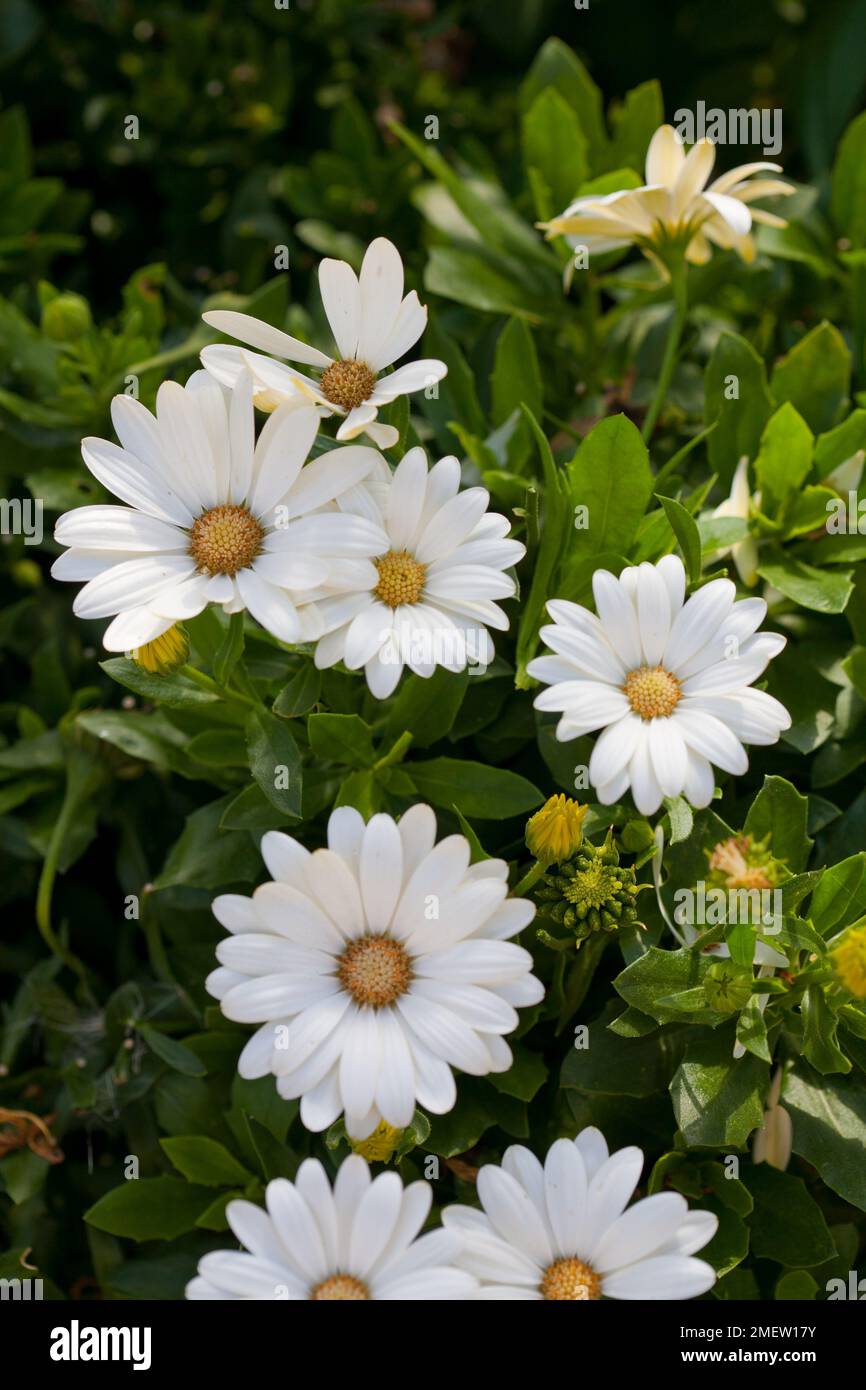 Osteospermum Akila 'White Daisy' Stock Photo - Alamy