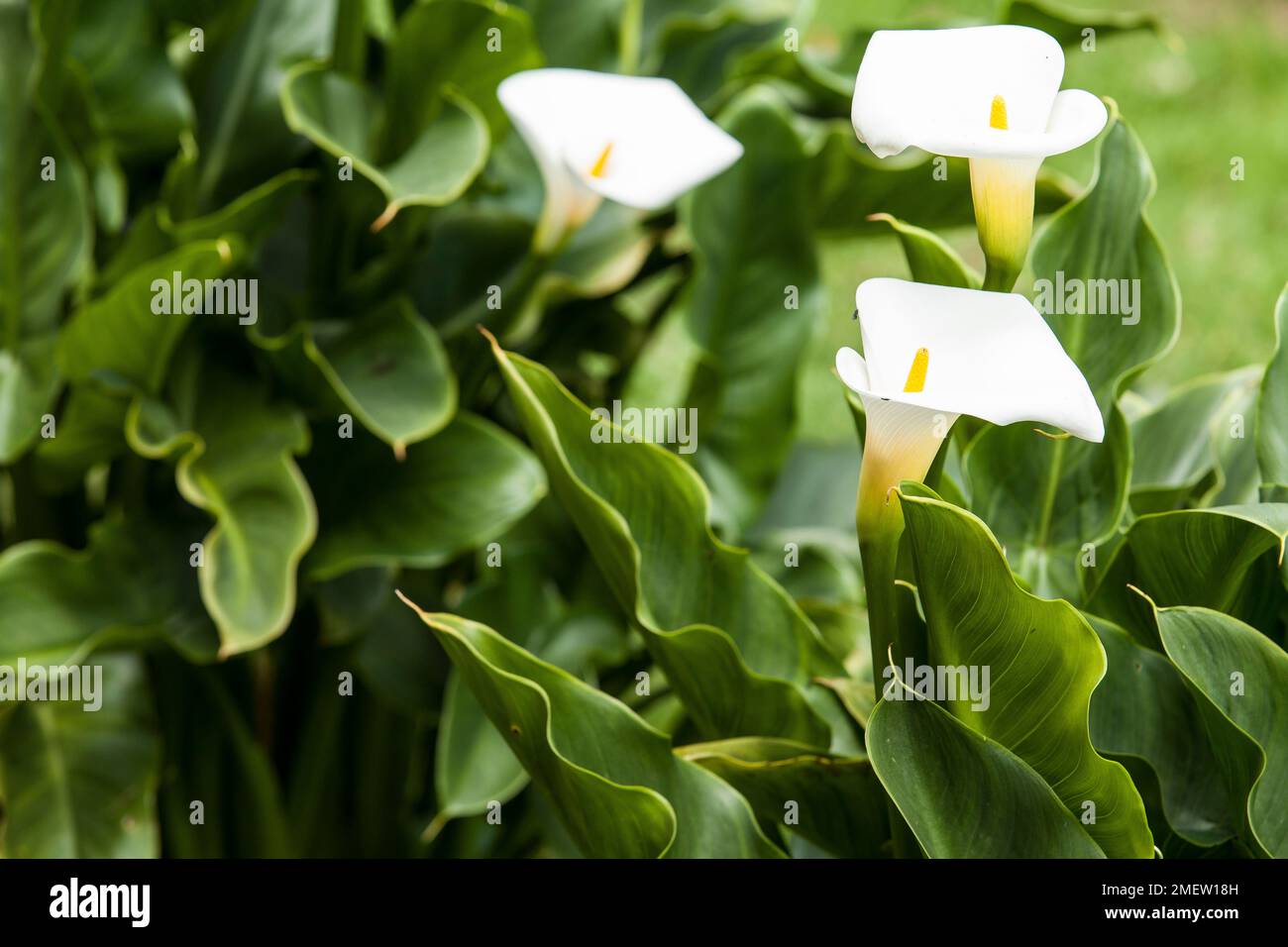 Calla flowers of Ethiopia or white cartridge - Zantedeschia aethiopica ...