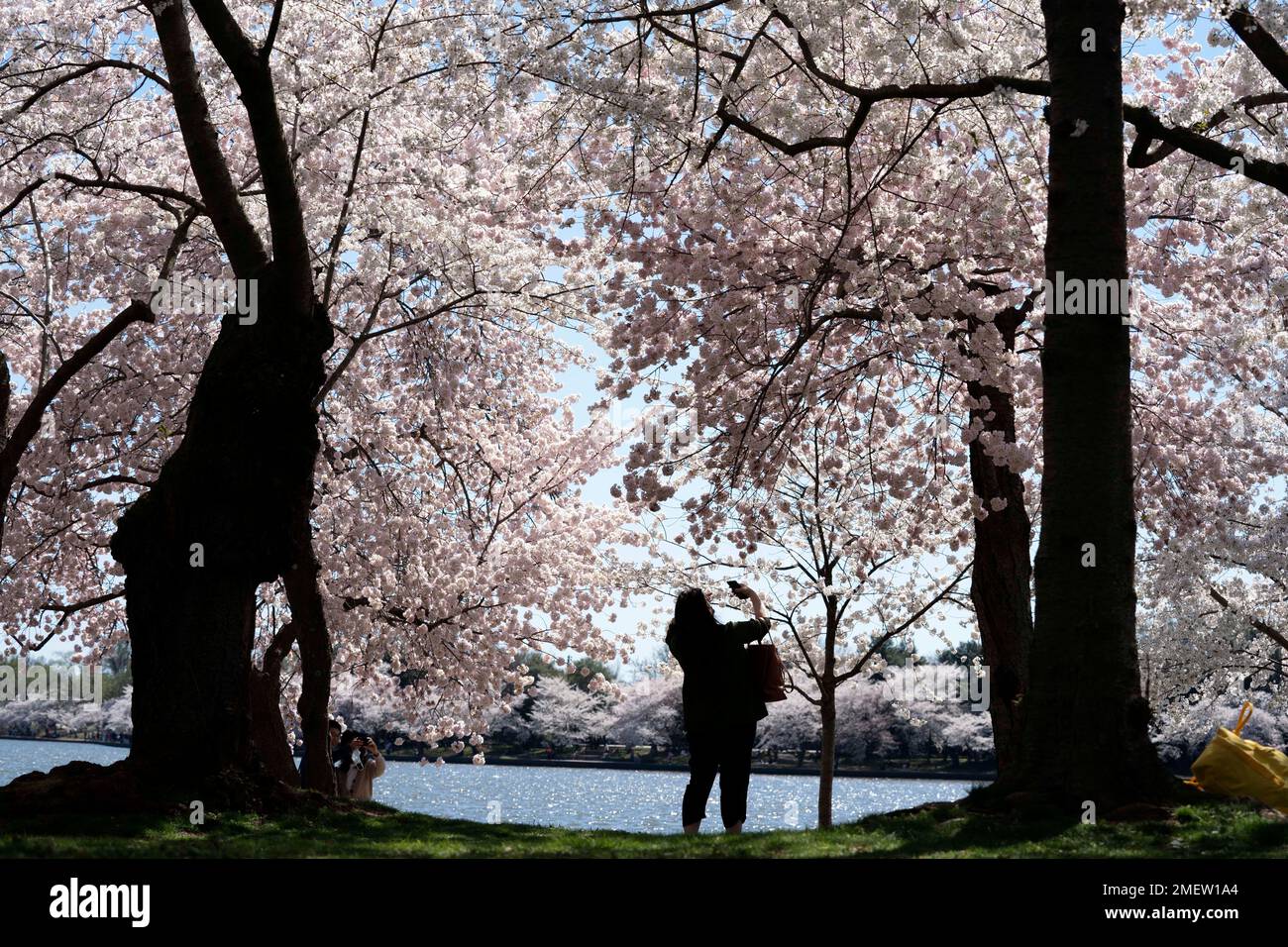 A visitor take a picture as she walks by cherry blossom trees in full ...