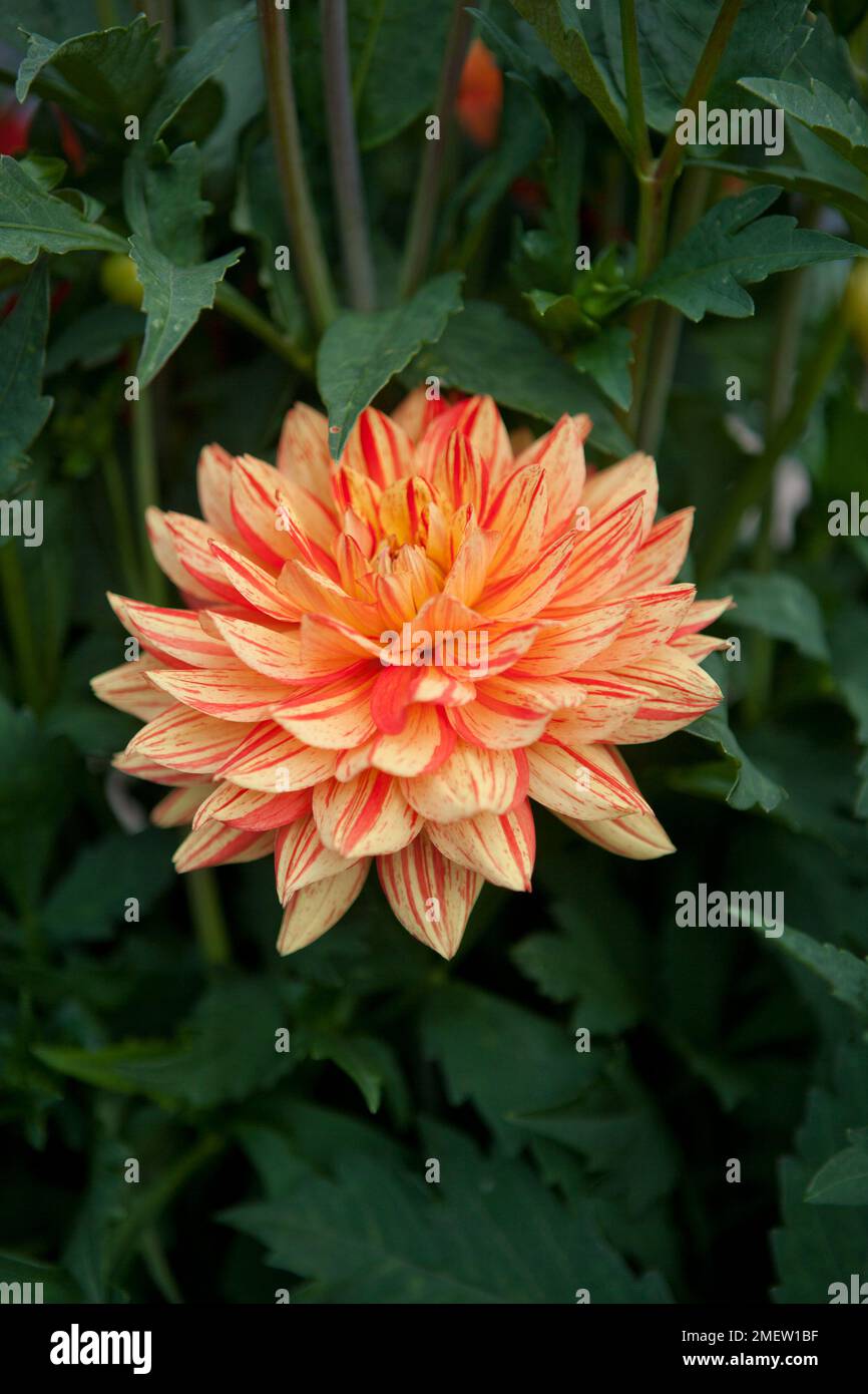 Dahlia 'Karma Fiesta' Stock Photo - Alamy