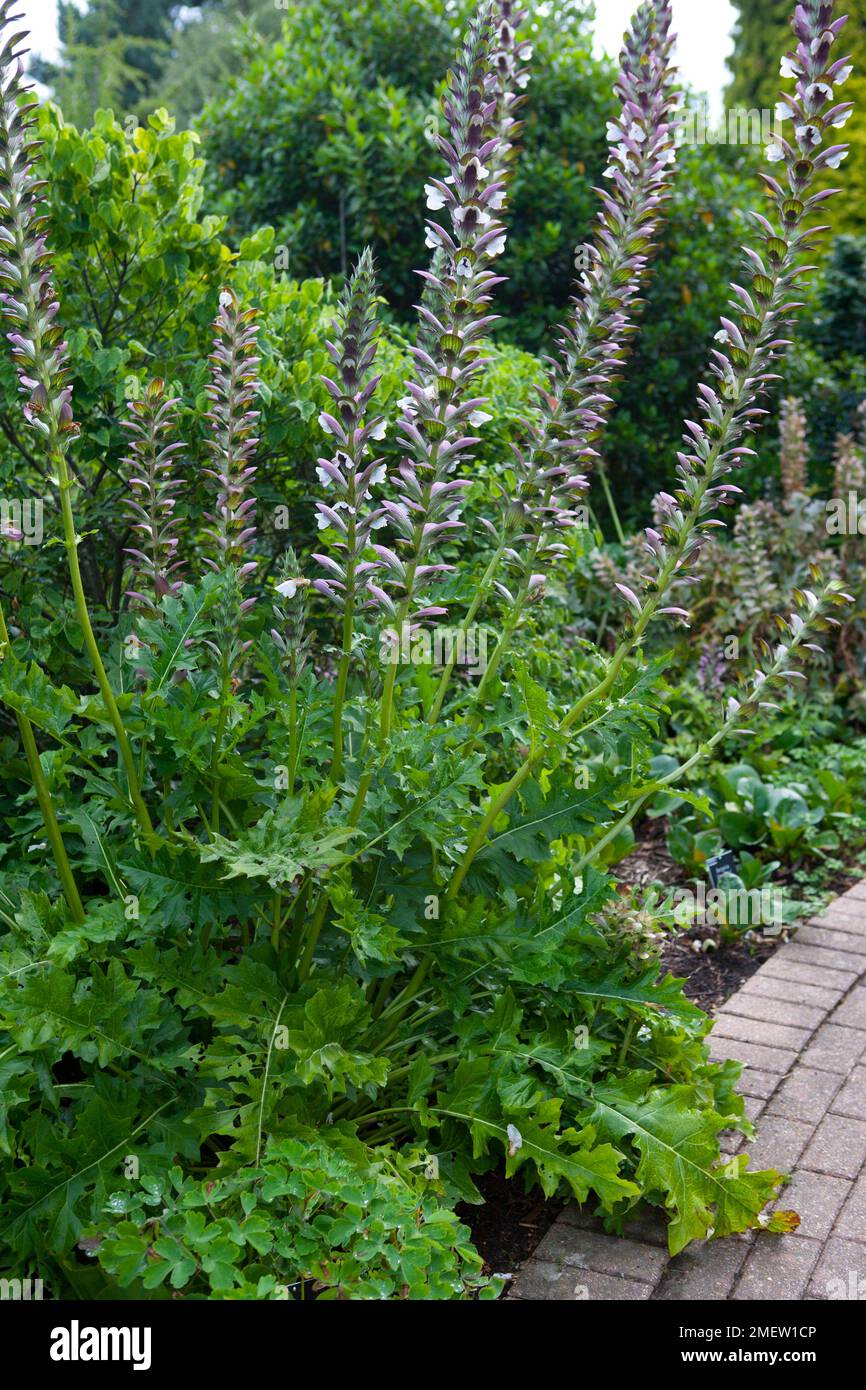 Acanthus botany hi-res stock photography and images - Alamy