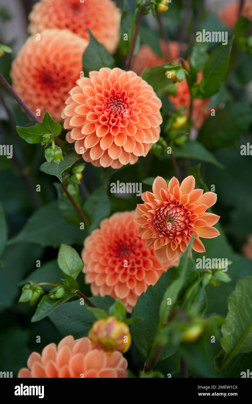 Naranga hi-res stock photography and images - Alamy