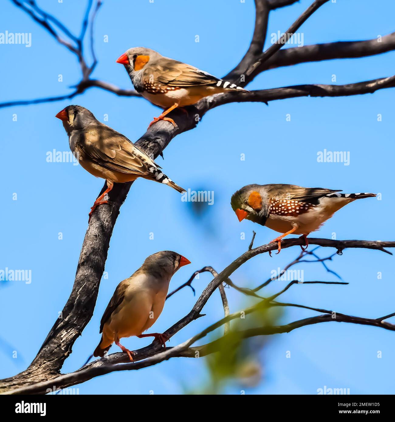 Australian finches hi-res stock photography and images - Alamy