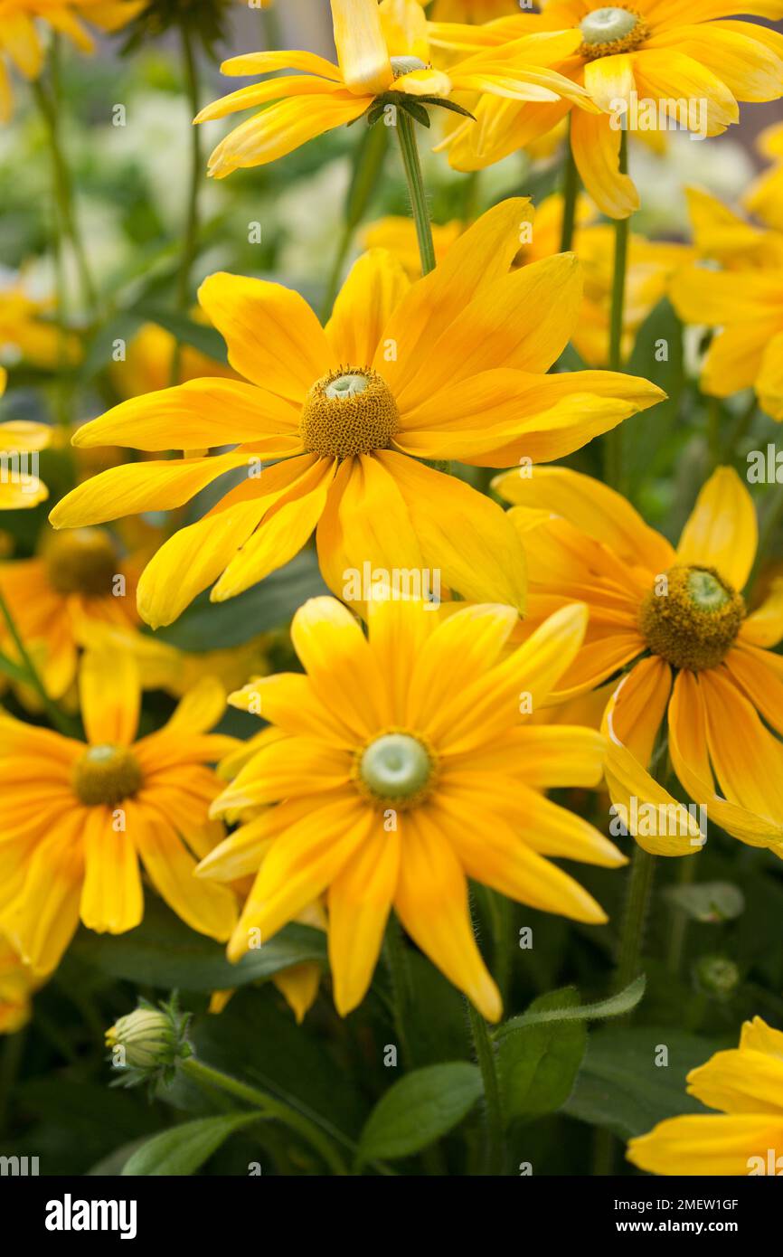 Rudbeckia hirta 'Prairie Sun' Stock Photo - Alamy