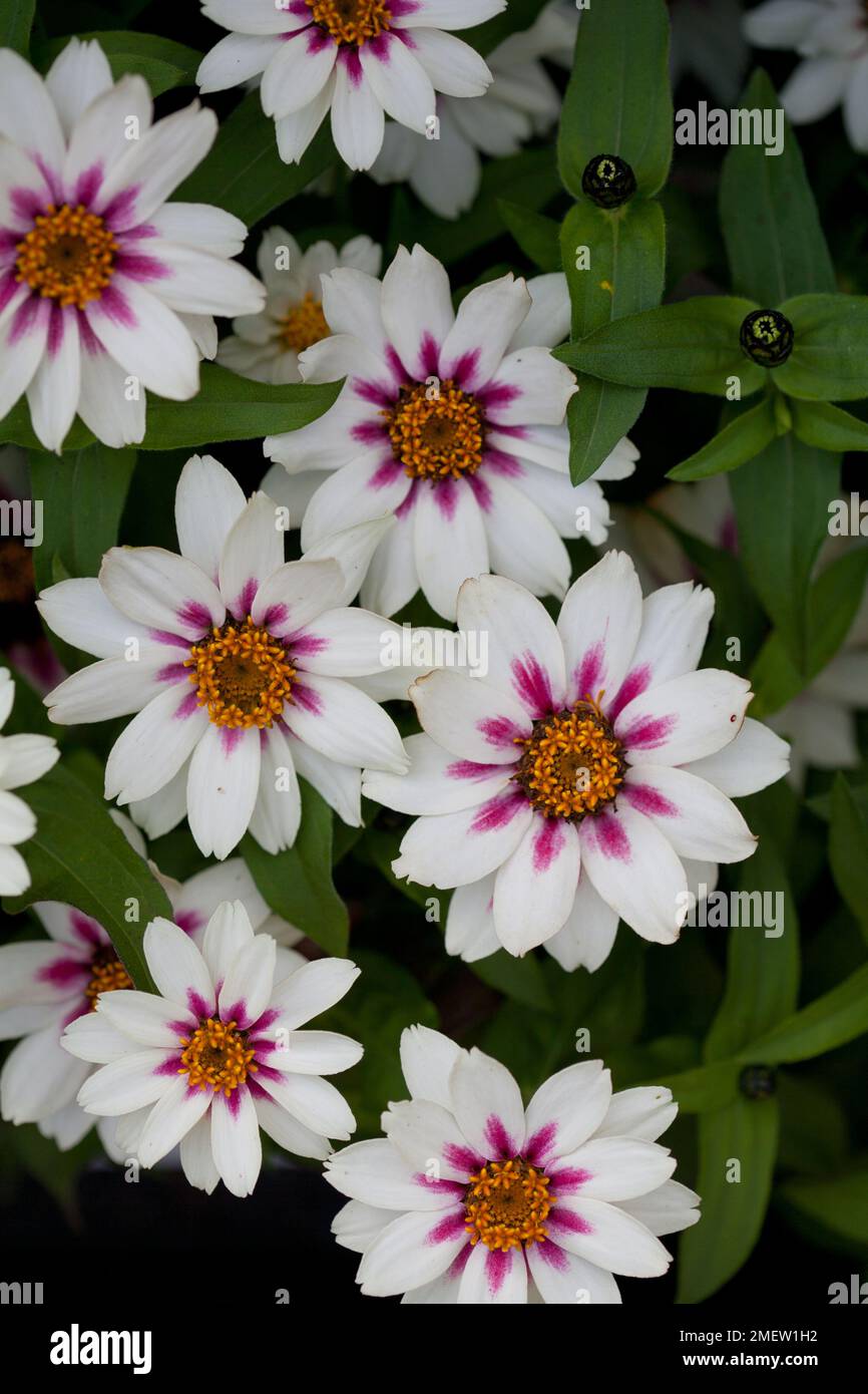 Zinnia Zahara Rose Starlight Stock Photo - Alamy