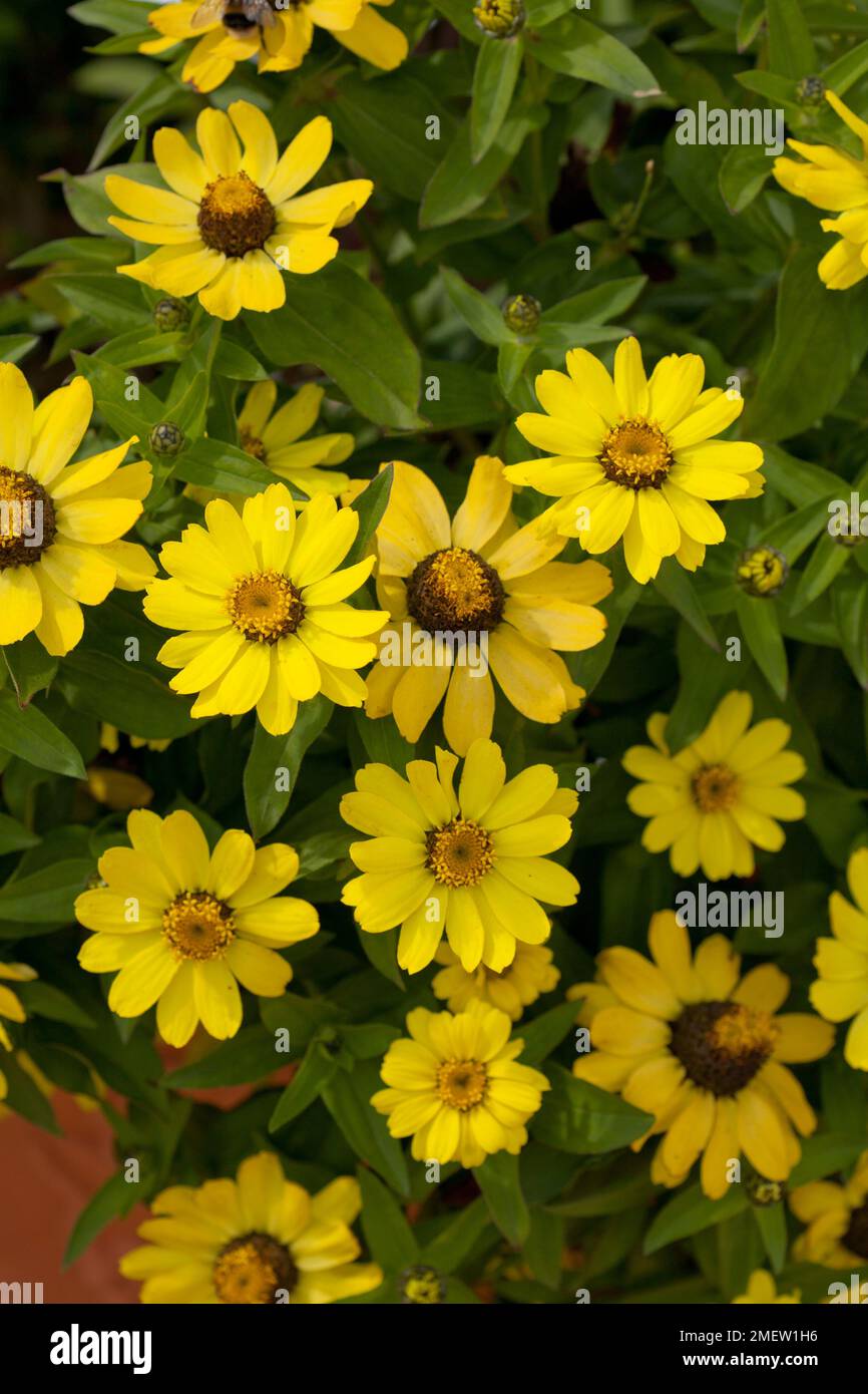 Zinnia Zahara Yellow Stock Photo - Alamy