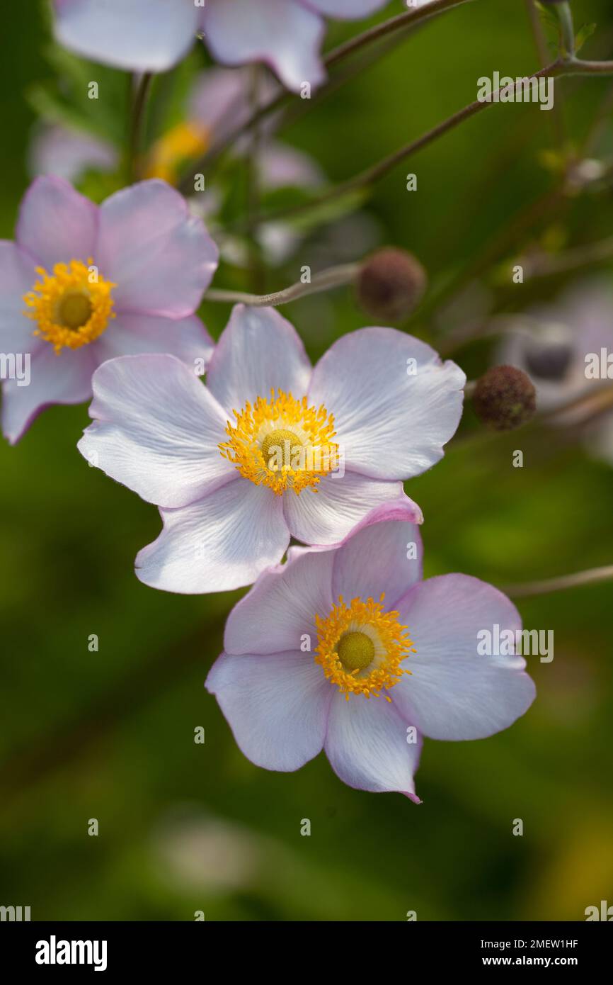 Anemone x hi-res stock photography and images - Alamy