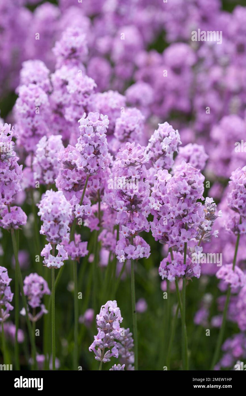 Lavandula angustifolia 'Miss Katherine' Stock Photo - Alamy