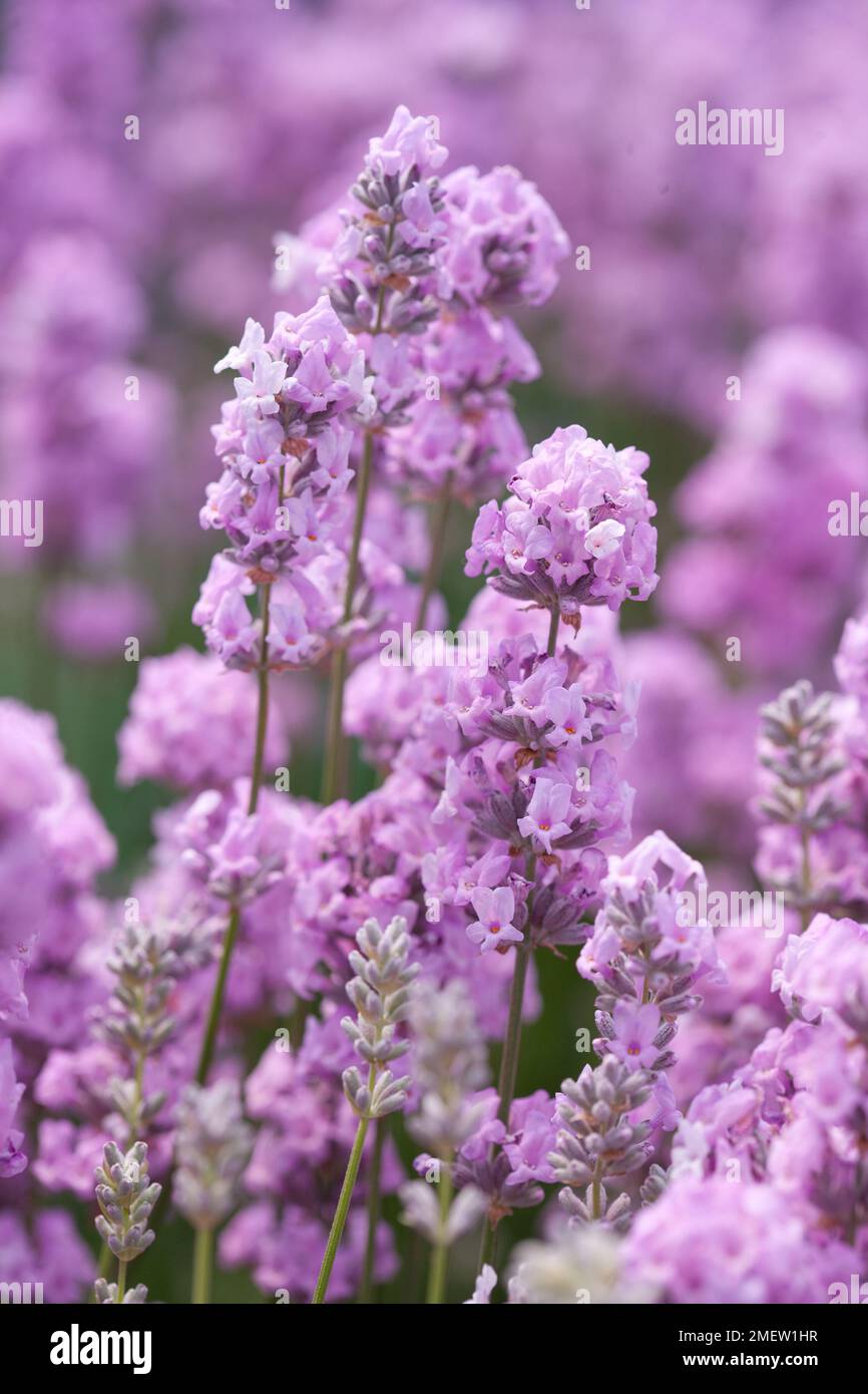 Lavandula angustifolia 'Miss Katherine' Stock Photo - Alamy