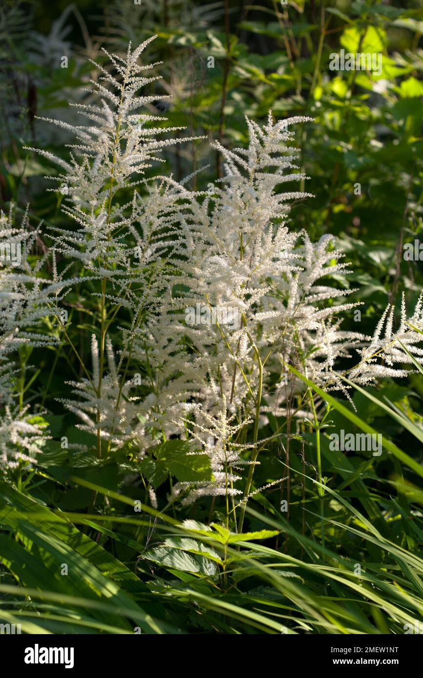 Aruncus dioicus hi-res stock photography and images - Alamy