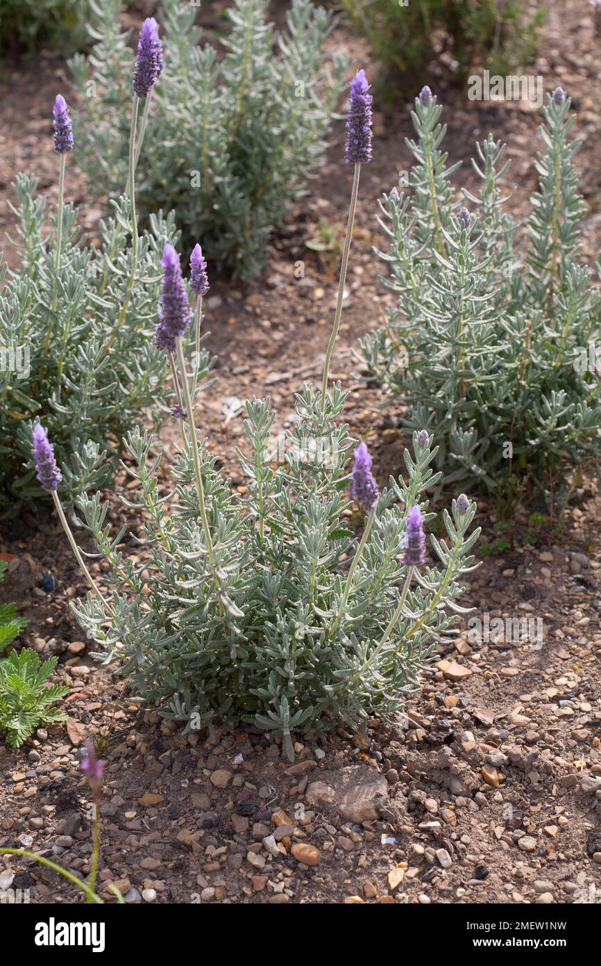 Lavandula dentata var candicans hi-res stock photography and images - Alamy