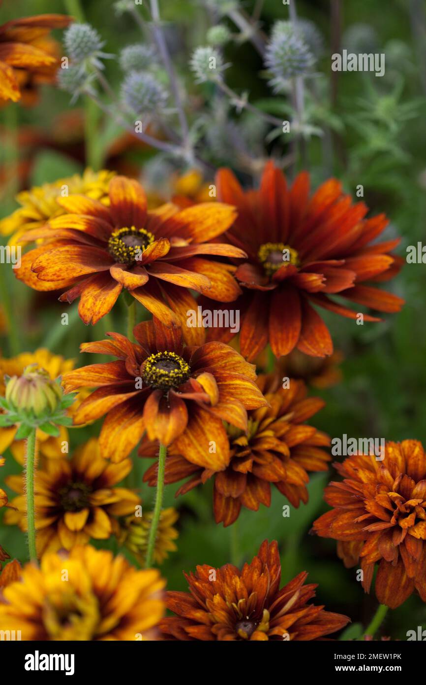 Rudbeckia hirta 'Cherokee Sunset' Stock Photo - Alamy