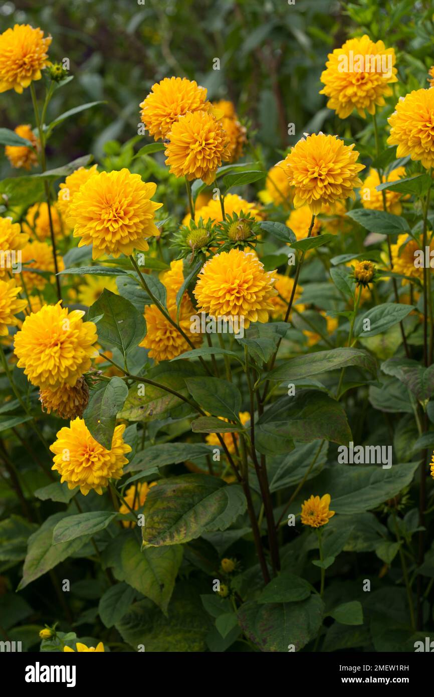 Loddon Gold Sunflower