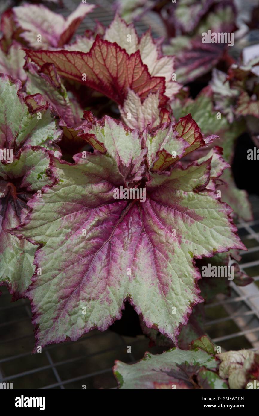 Begonia 'Raspberry Swirl' Stock Photo - Alamy