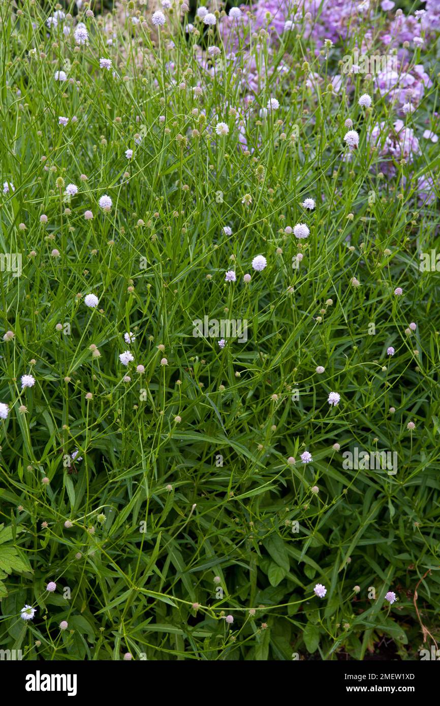 Succisela inflexa 'Frosted Pearls' Stock Photo - Alamy