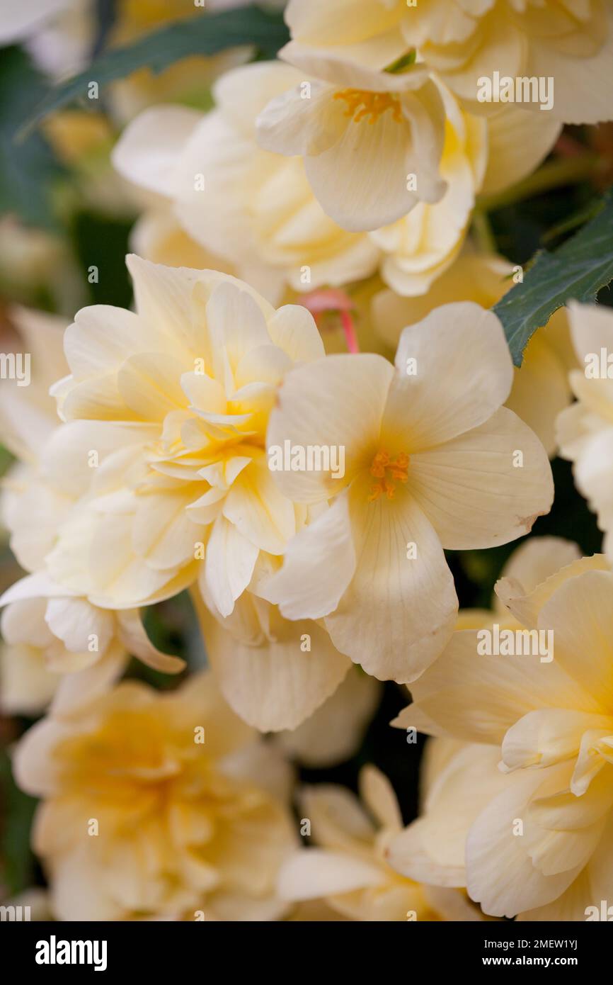 Vanilla flowers hi-res stock photography and images - Alamy