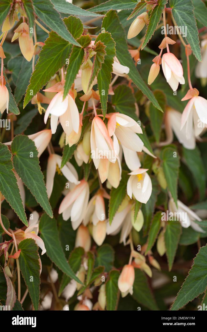 Begonia Starshine 'White' Stock Photo - Alamy