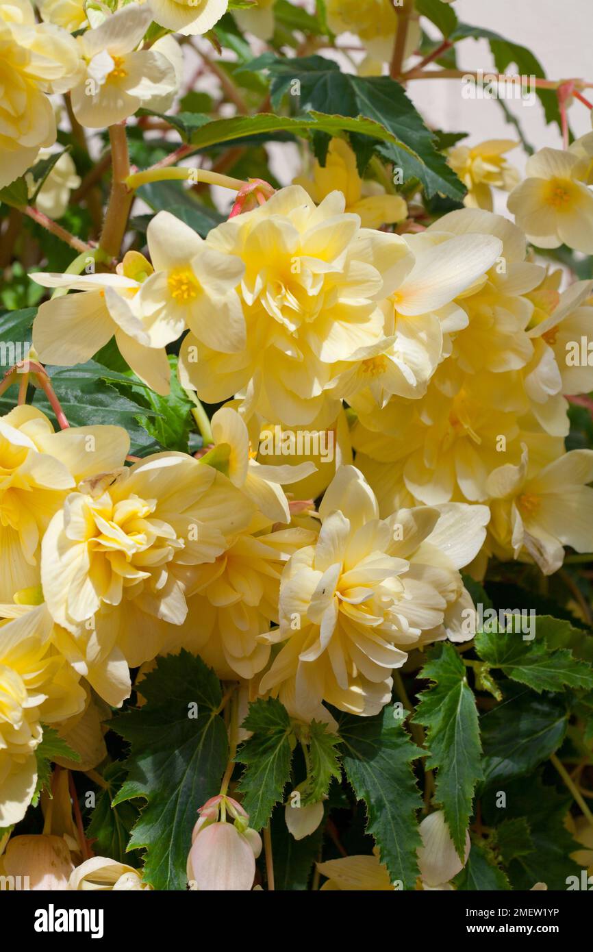 Begonia SuperCascade Vanilla Cream Stock Photo - Alamy