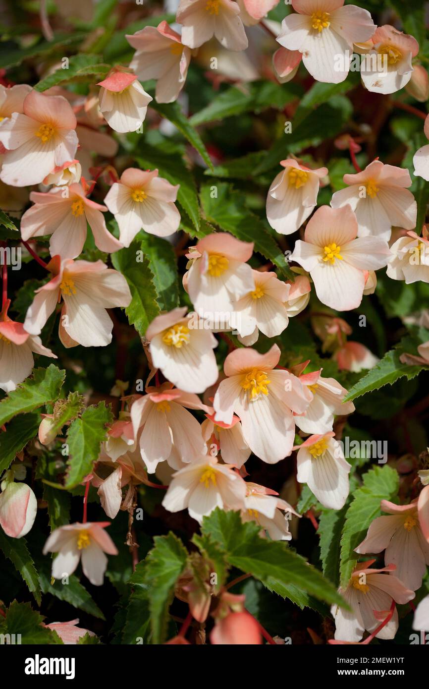Begonia truffle cream hi-res stock photography and images - Alamy