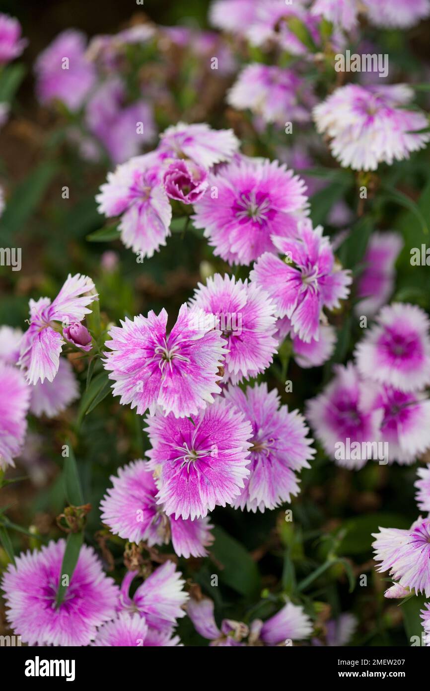 Dianthus barbatus 'Festival Pearl' Stock Photo - Alamy