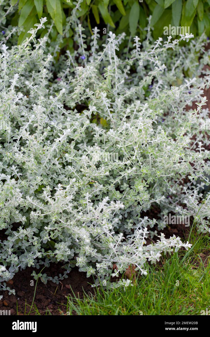Helichrysum 'Silver Mist' Stock Photo - Alamy