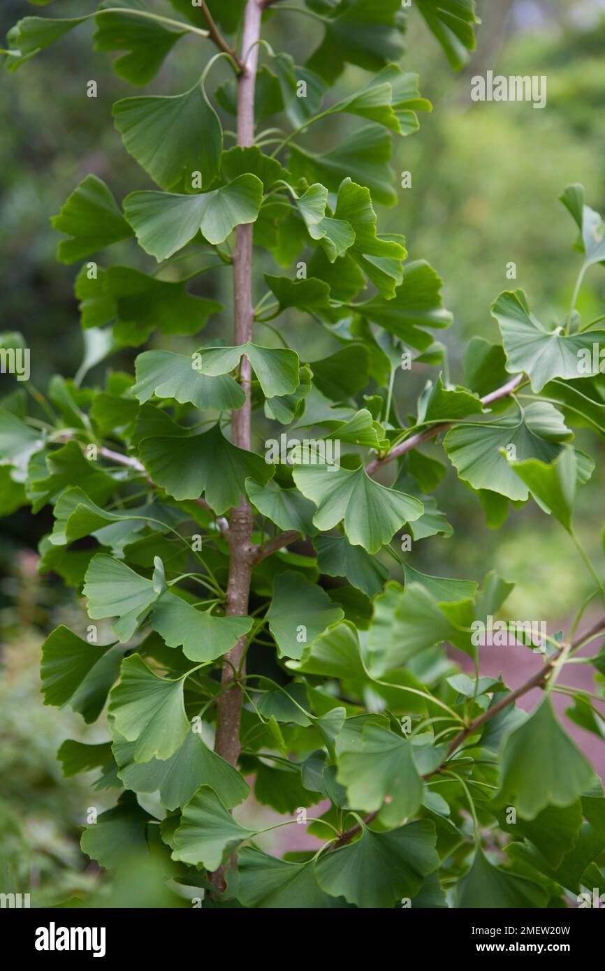 Ginko biloba 'Fastigiata' Stock Photo - Alamy