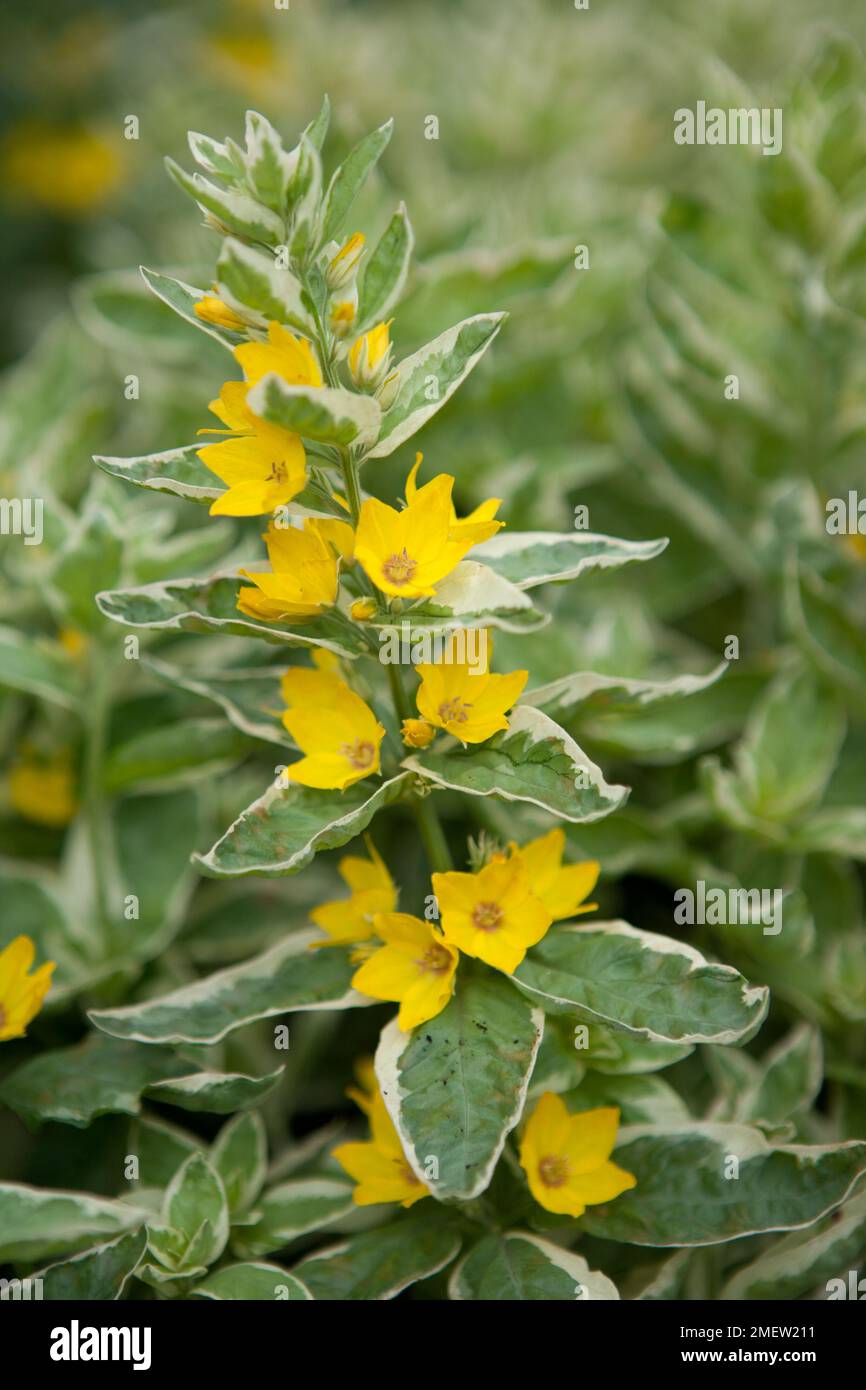 Alexander flower hi-res stock photography and images - Alamy