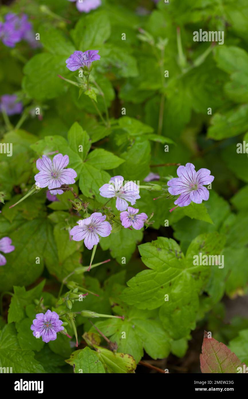 Geranium sanguineum 'Little bead' Stock Photo - Alamy