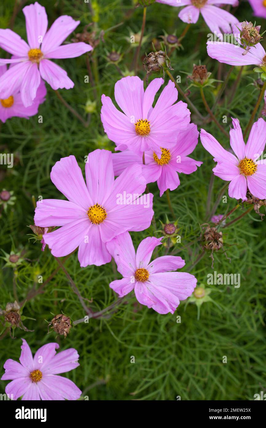 Image of pink cosmos flower hi-res stock photography and images - Alamy
