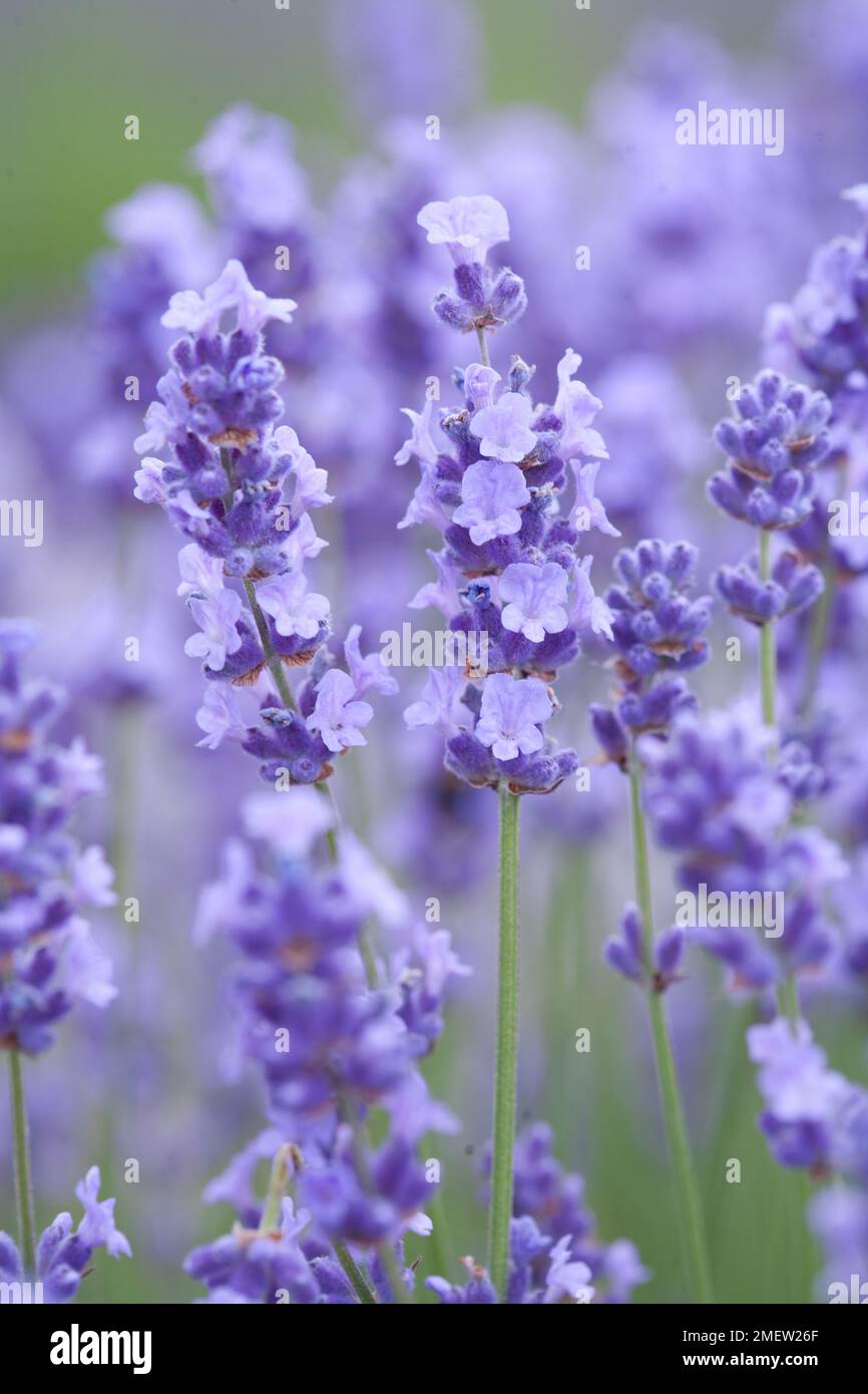 Melissa flower hi-res stock photography and images - Alamy