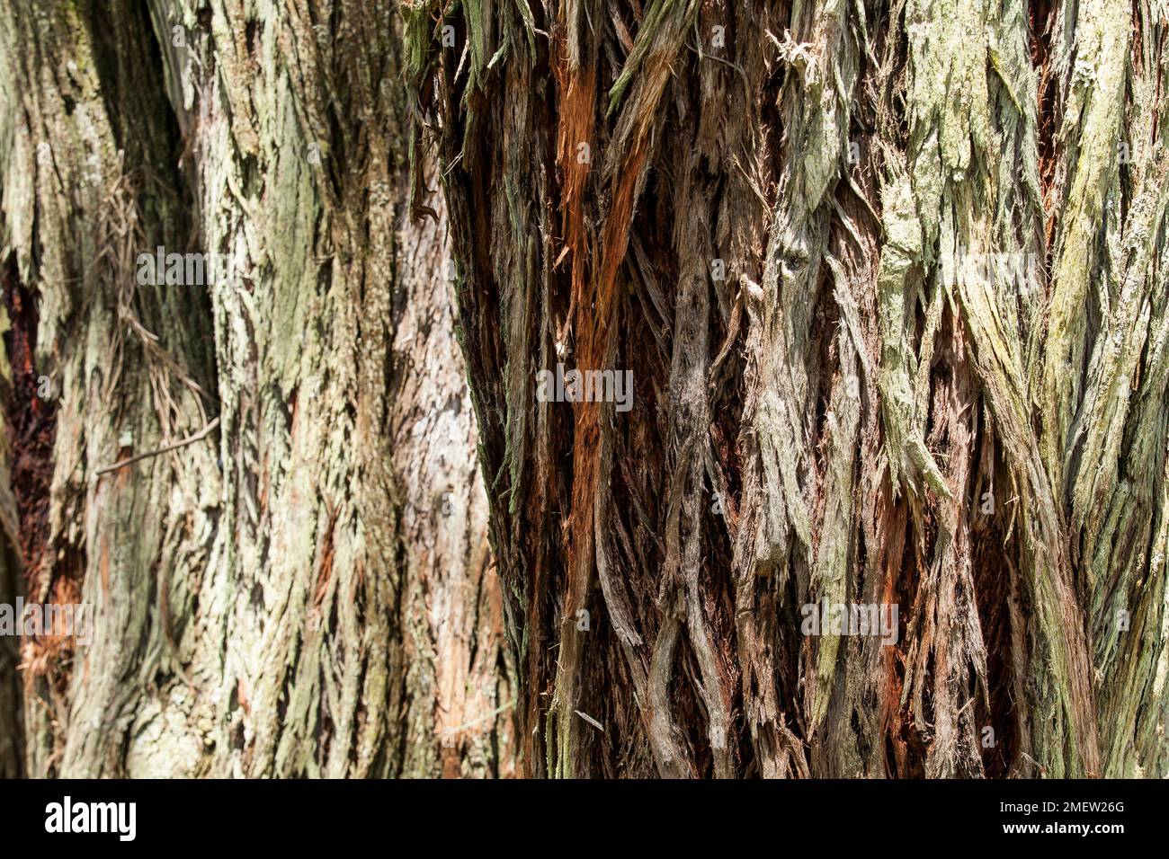 Nature; Natural texture of eucalyptus tree trunk Stock Photo - Alamy