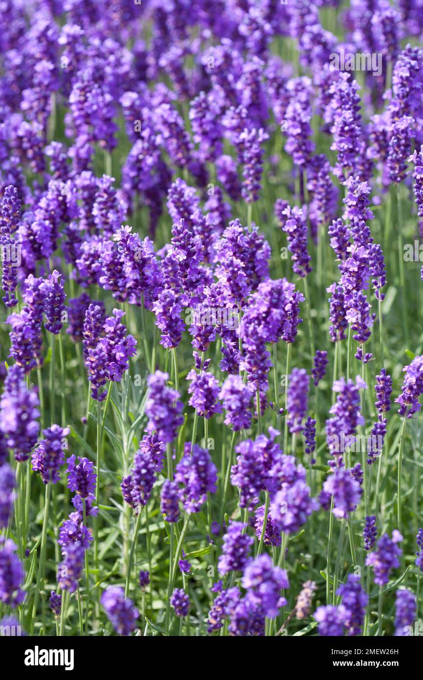 Lavandula angustifolia 'Peter Pan' Stock Photo - Alamy