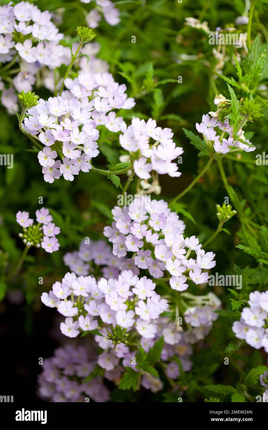 Verbena aztec magic silver magic hi-res stock photography and images ...