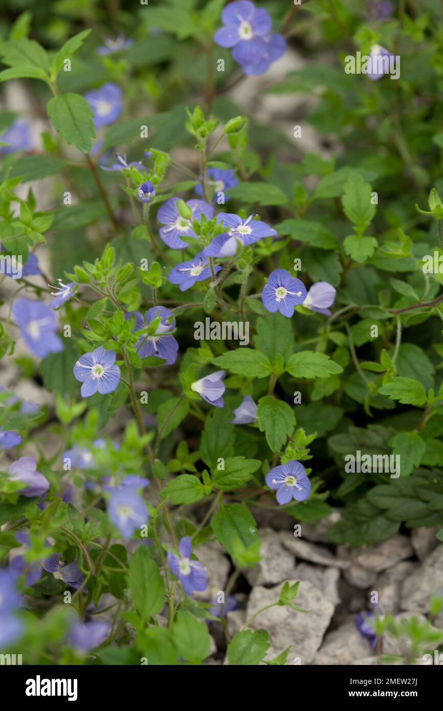 Georgia blue hi-res stock photography and images - Alamy