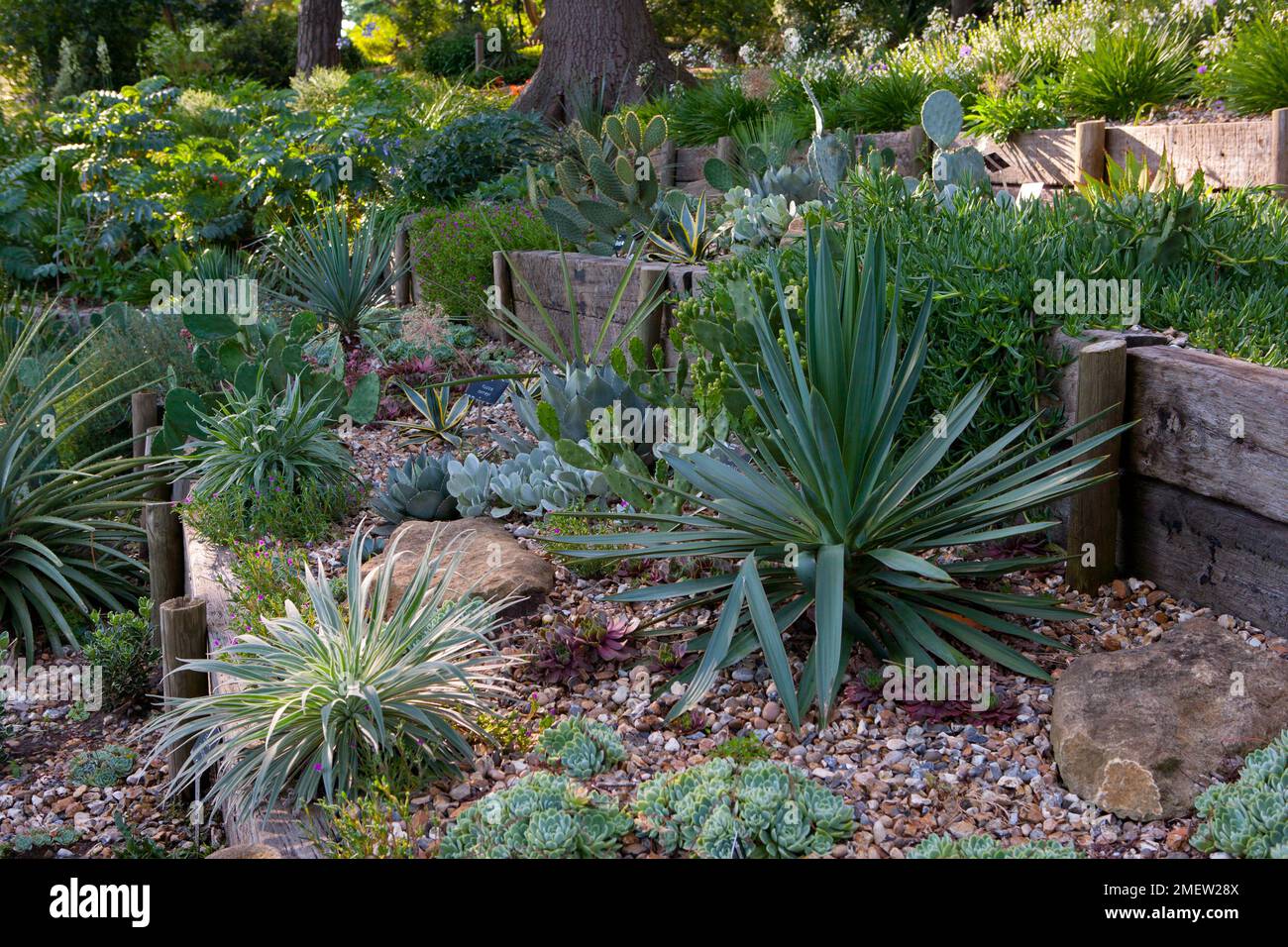 Horizontal cactus hi-res stock photography and images - Alamy