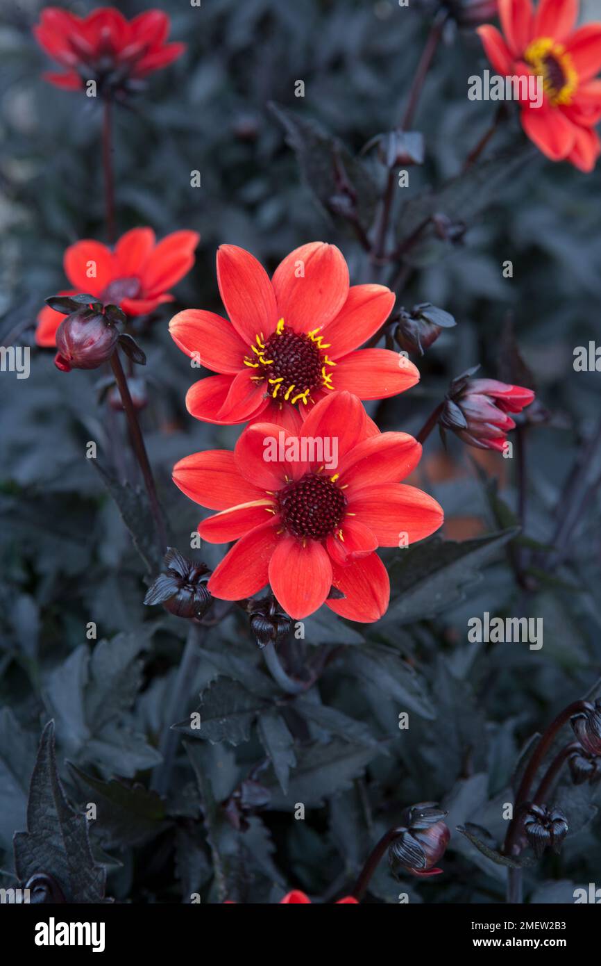 Pulp fiction image hi-res stock photography and images - Alamy