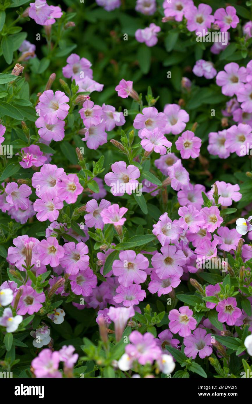 Petunia littletunia hi-res stock photography and images - Alamy