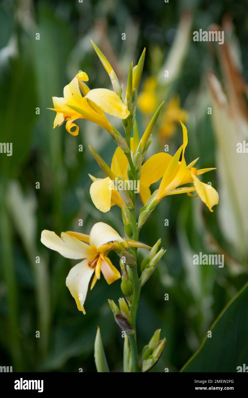 Stuttgart horticulture hi-res stock photography and images - Alamy