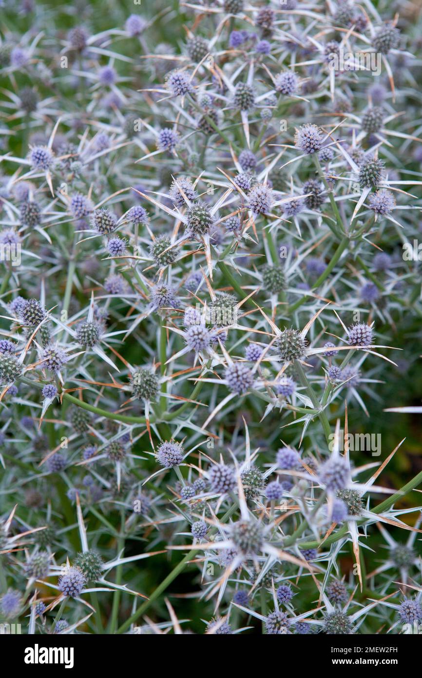 Eryngium flowering hi-res stock photography and images - Alamy