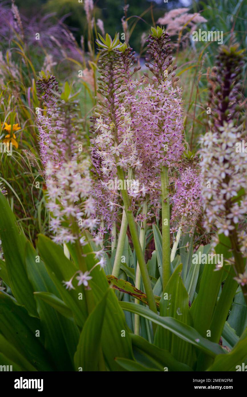 Eucomis bicolor 'Alba' Stock Photo - Alamy